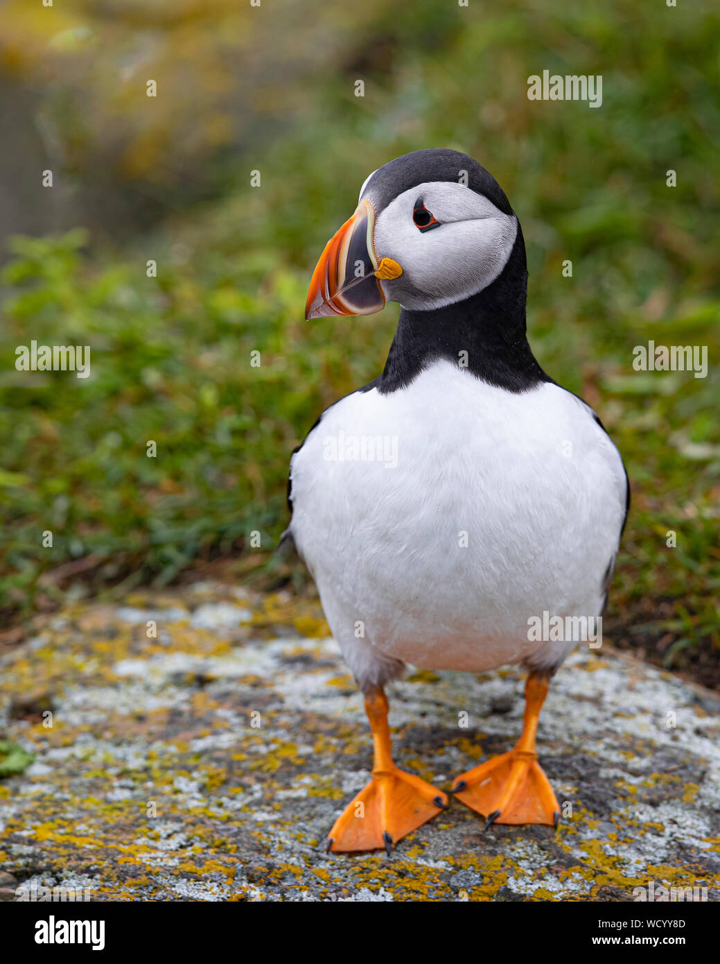 Atlantic Puffins during mating season Stock Photo - Alamy