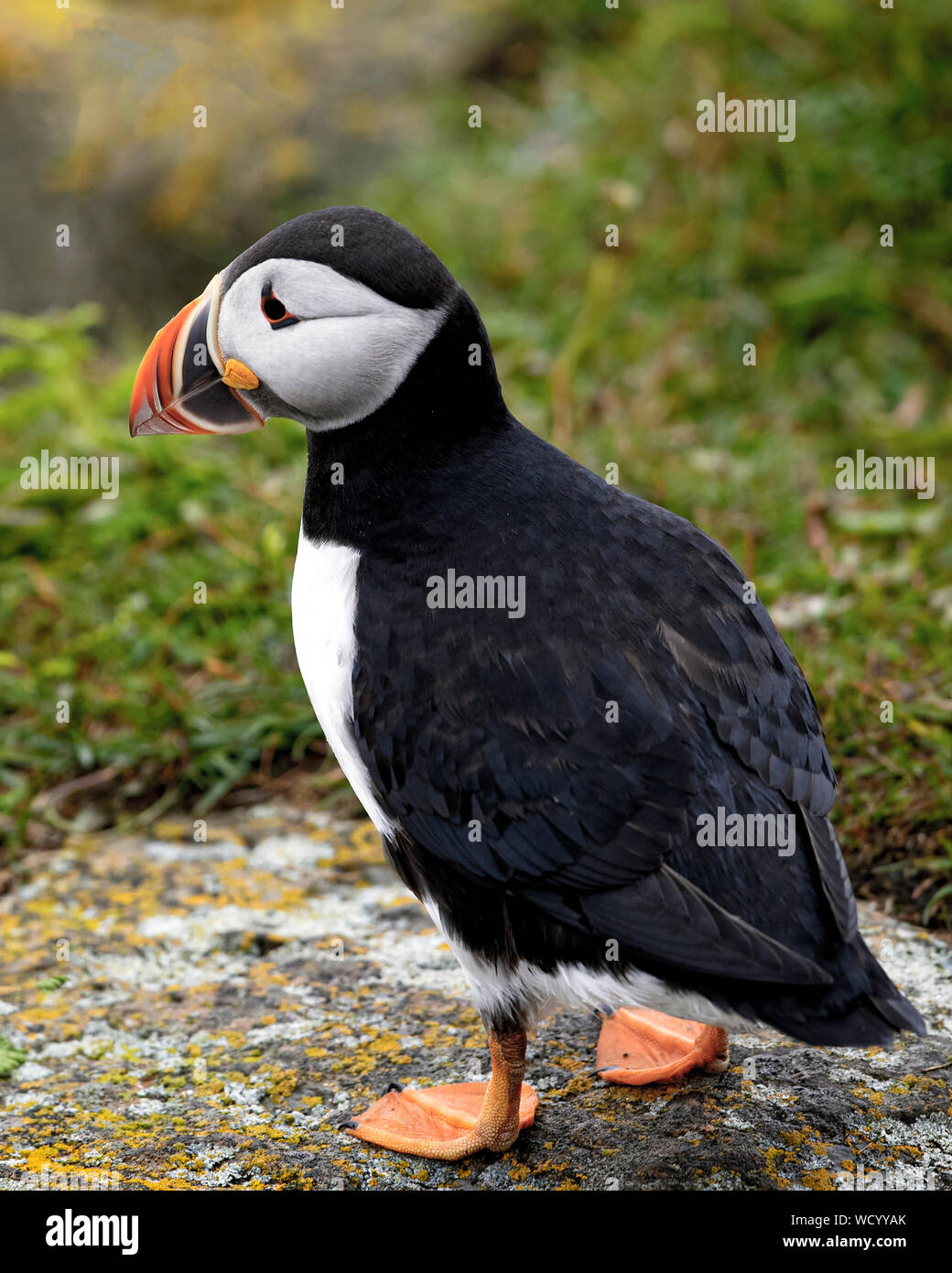 Atlantic Puffins during mating season Stock Photo - Alamy