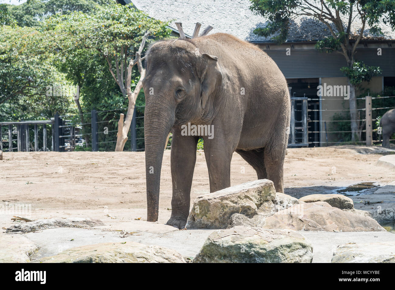 Elephant walking under sunny day to a backyard Stock Photo - Alamy