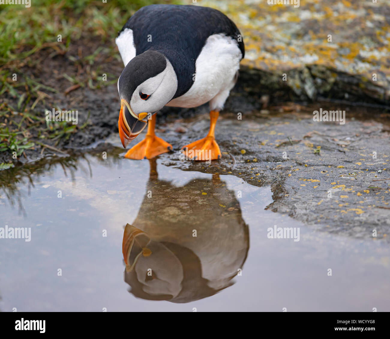 Atlantic Puffins during mating season Stock Photo - Alamy