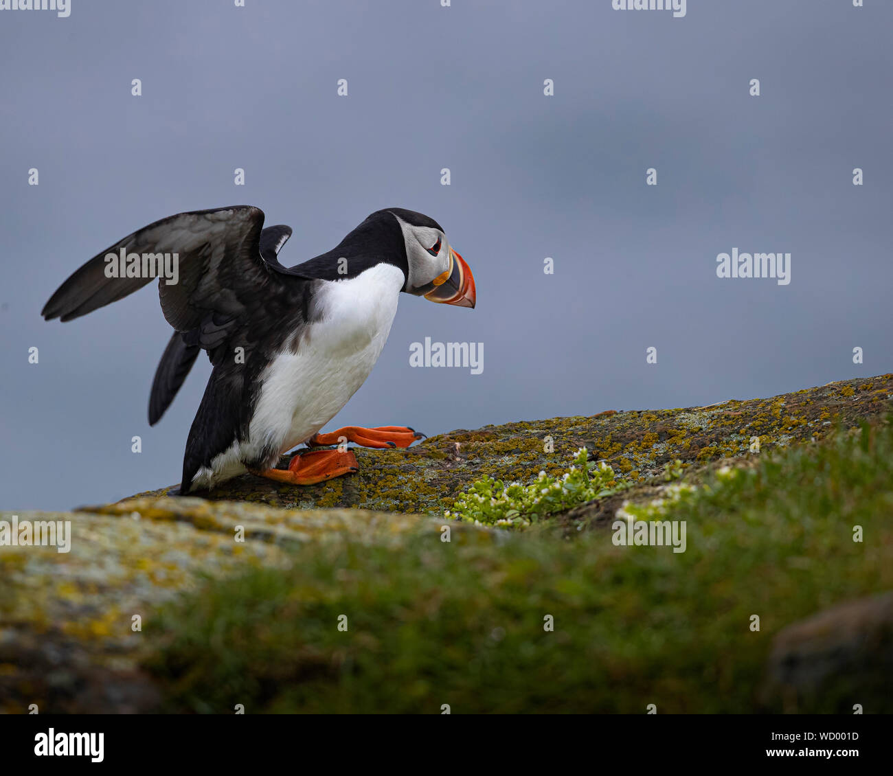 Atlantic Puffins during mating season Stock Photo - Alamy
