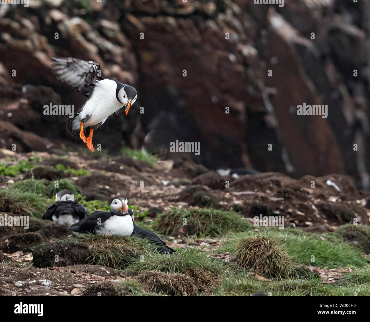 Atlantic Puffins during mating season Stock Photo - Alamy