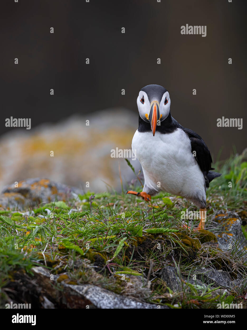 Atlantic Puffins during mating season Stock Photo - Alamy