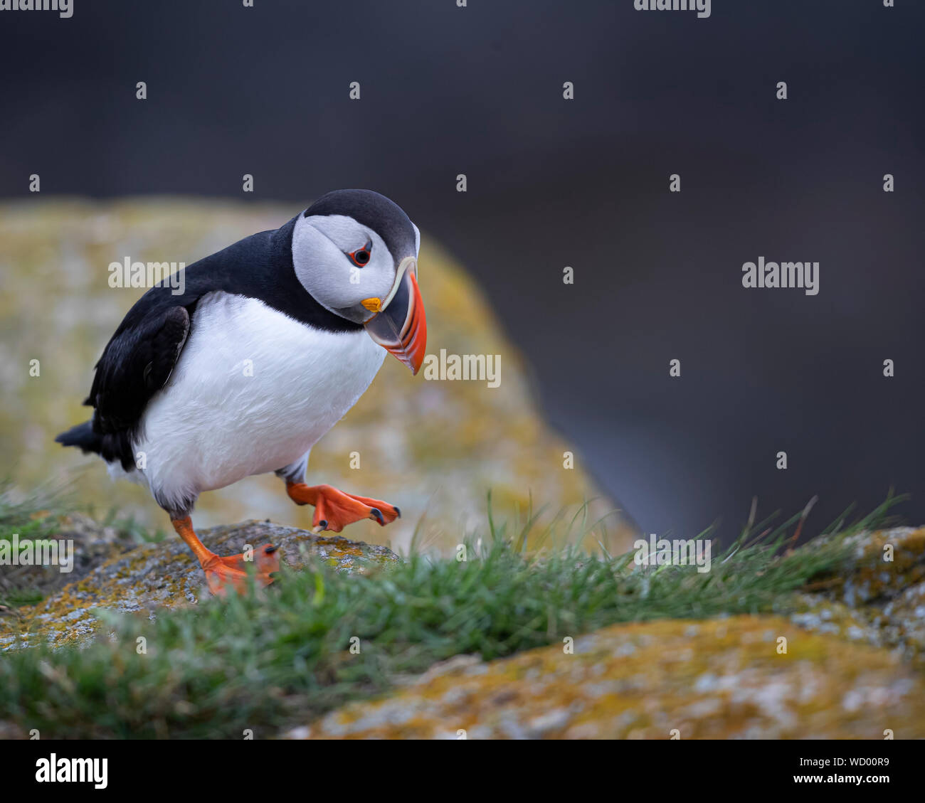 Atlantic Puffins during mating season Stock Photo - Alamy