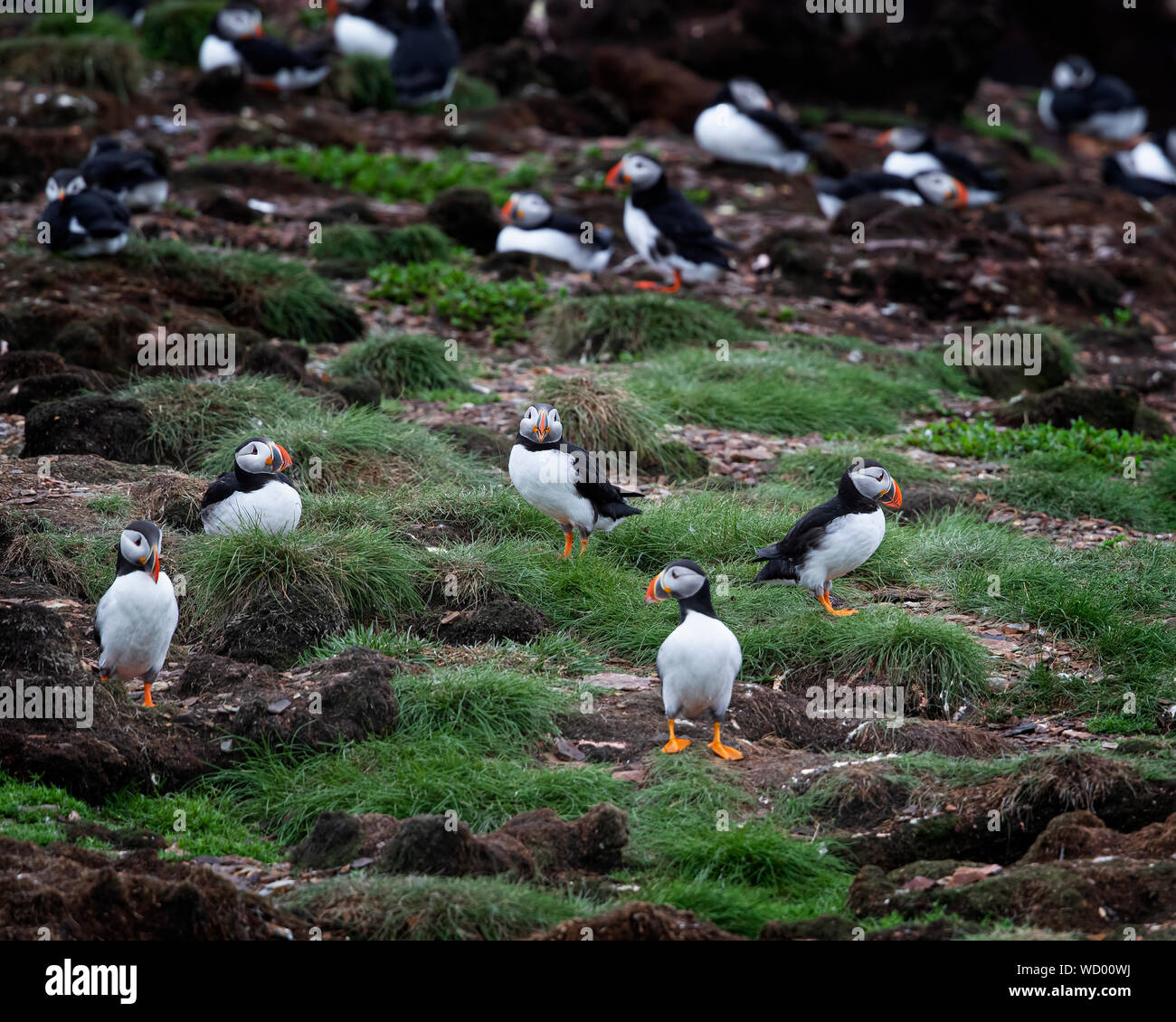 Atlantic Puffins during mating season Stock Photo - Alamy