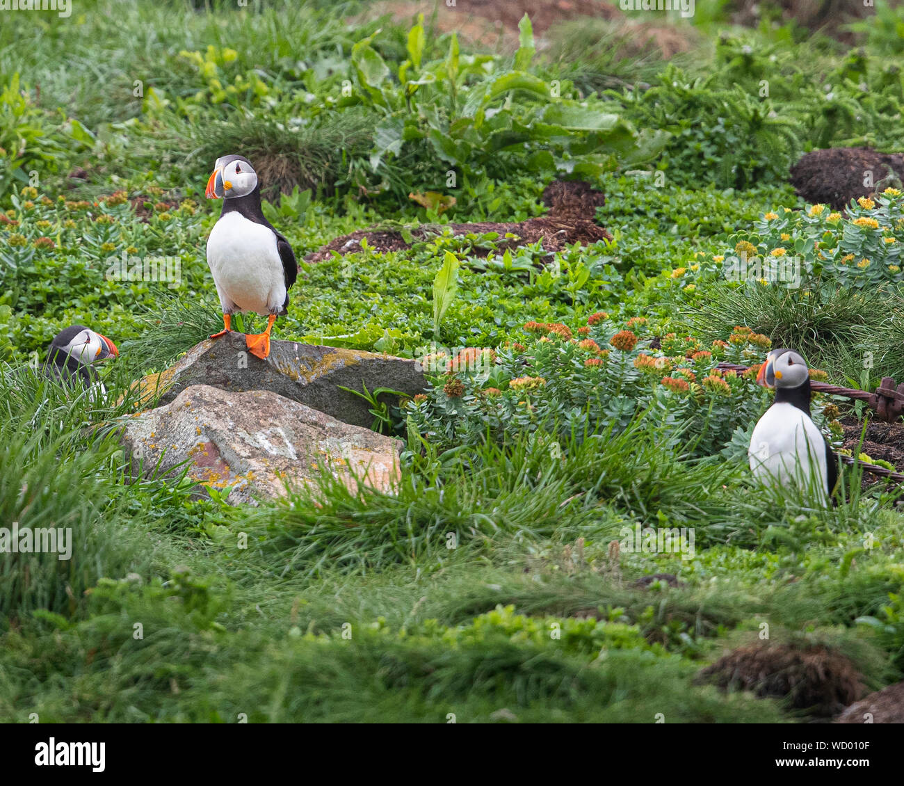 Atlantic puffin dive in water hi-res stock photography and images - Alamy