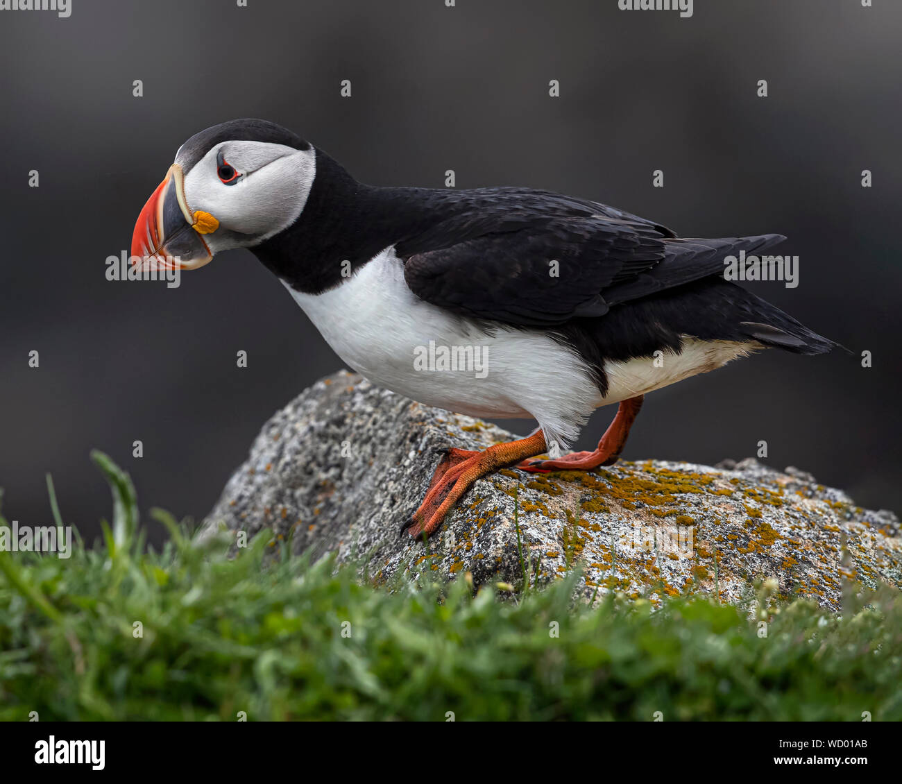 Atlantic Puffins during mating season Stock Photo - Alamy