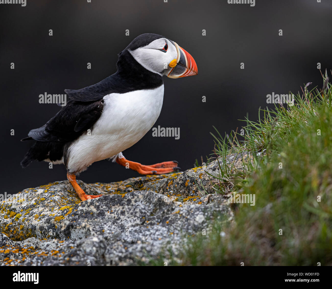 Atlantic Puffins during mating season Stock Photo - Alamy