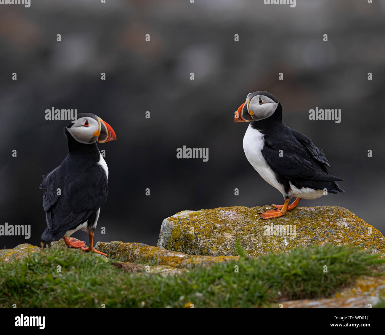 Atlantic Puffins during mating season Stock Photo - Alamy
