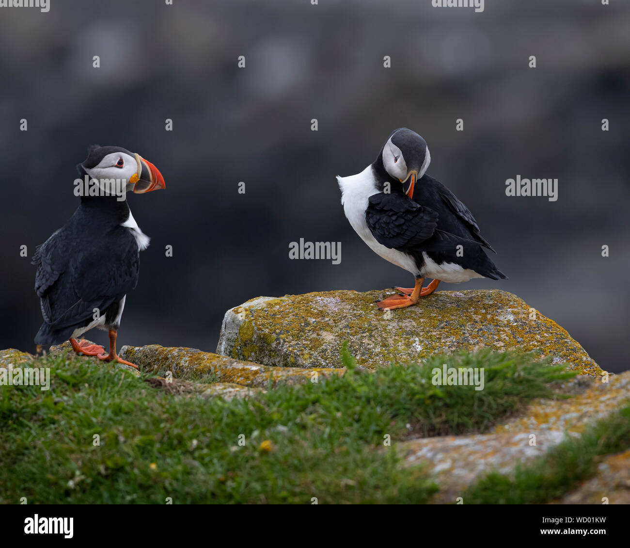 Atlantic Puffins during mating season Stock Photo - Alamy