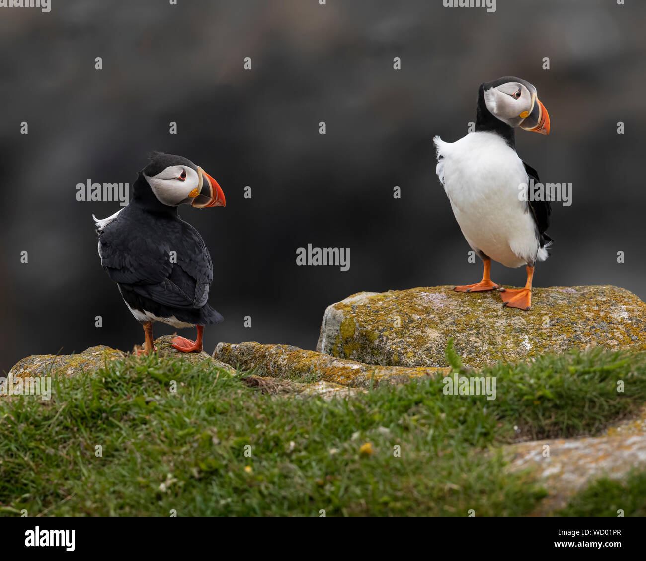 Atlantic Puffins during mating season Stock Photo - Alamy