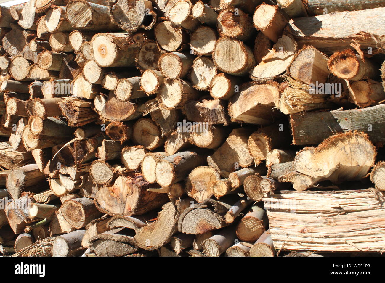 Gathering firewood hi-res stock photography and images - Alamy