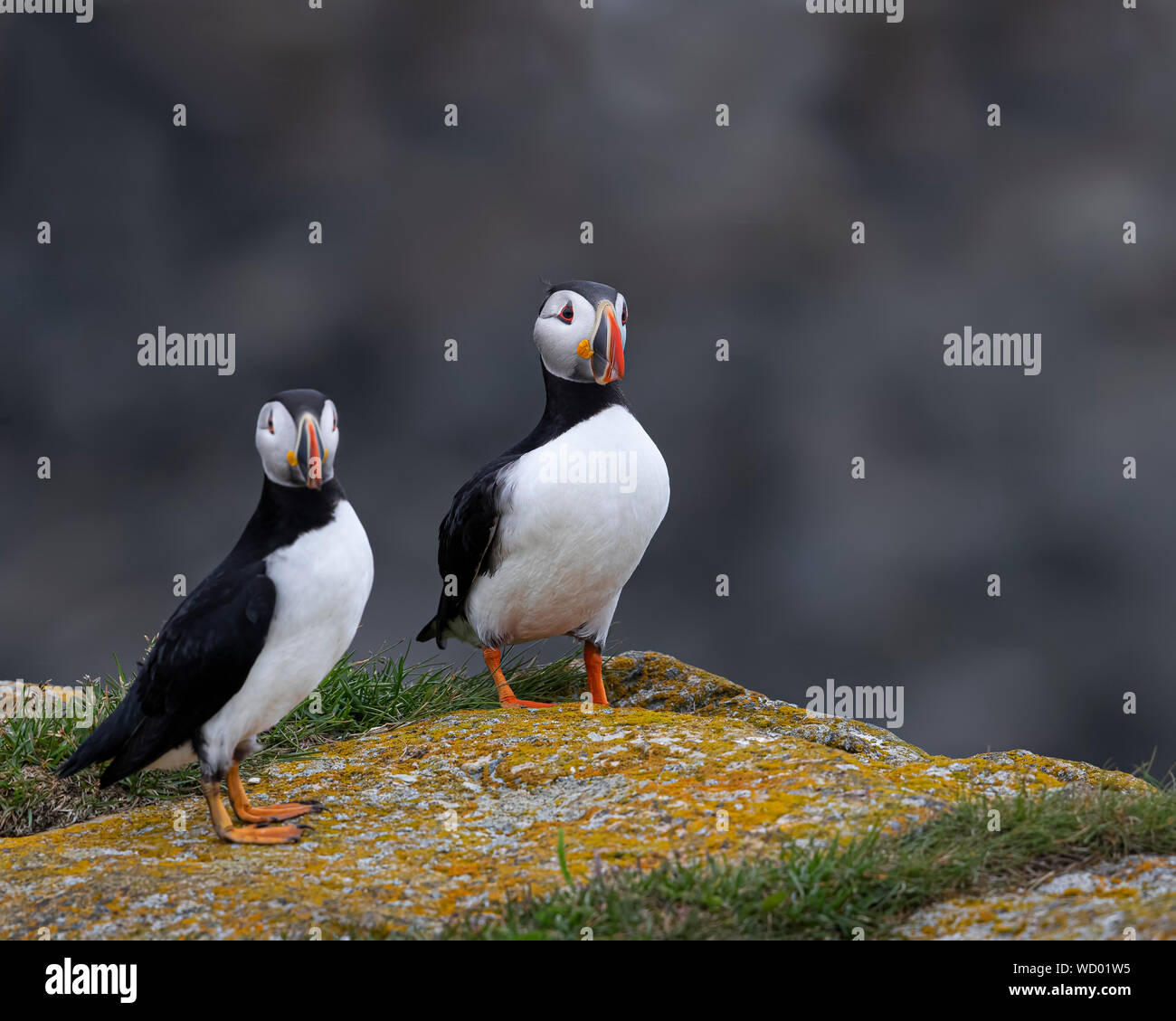 Atlantic Puffins during mating season Stock Photo - Alamy