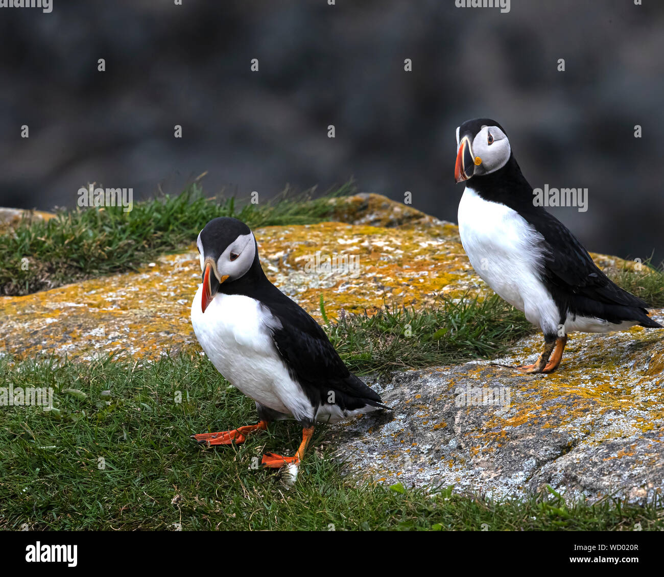 Capelin puffin hi-res stock photography and images - Alamy