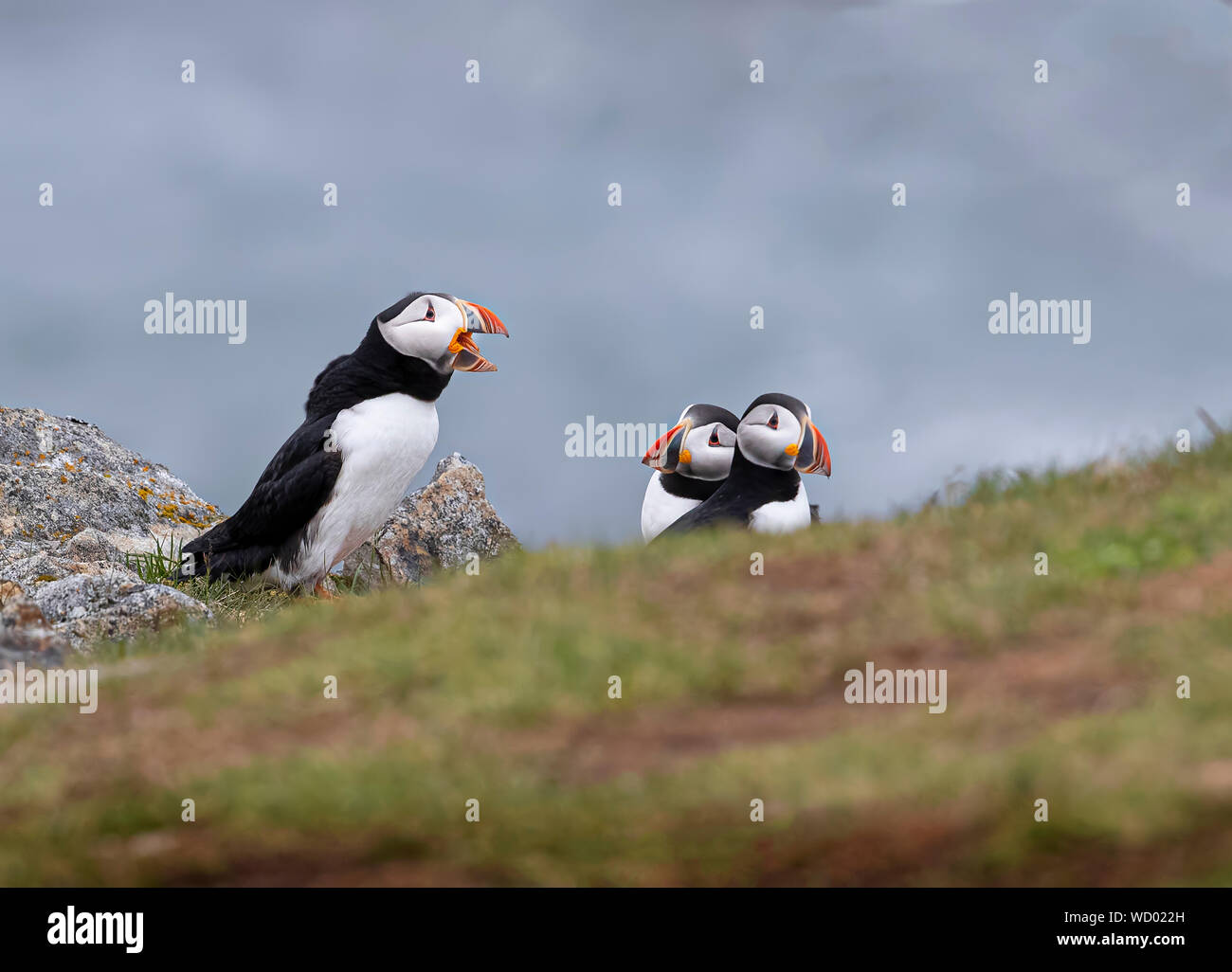 Atlantic Puffins during mating season Stock Photo - Alamy