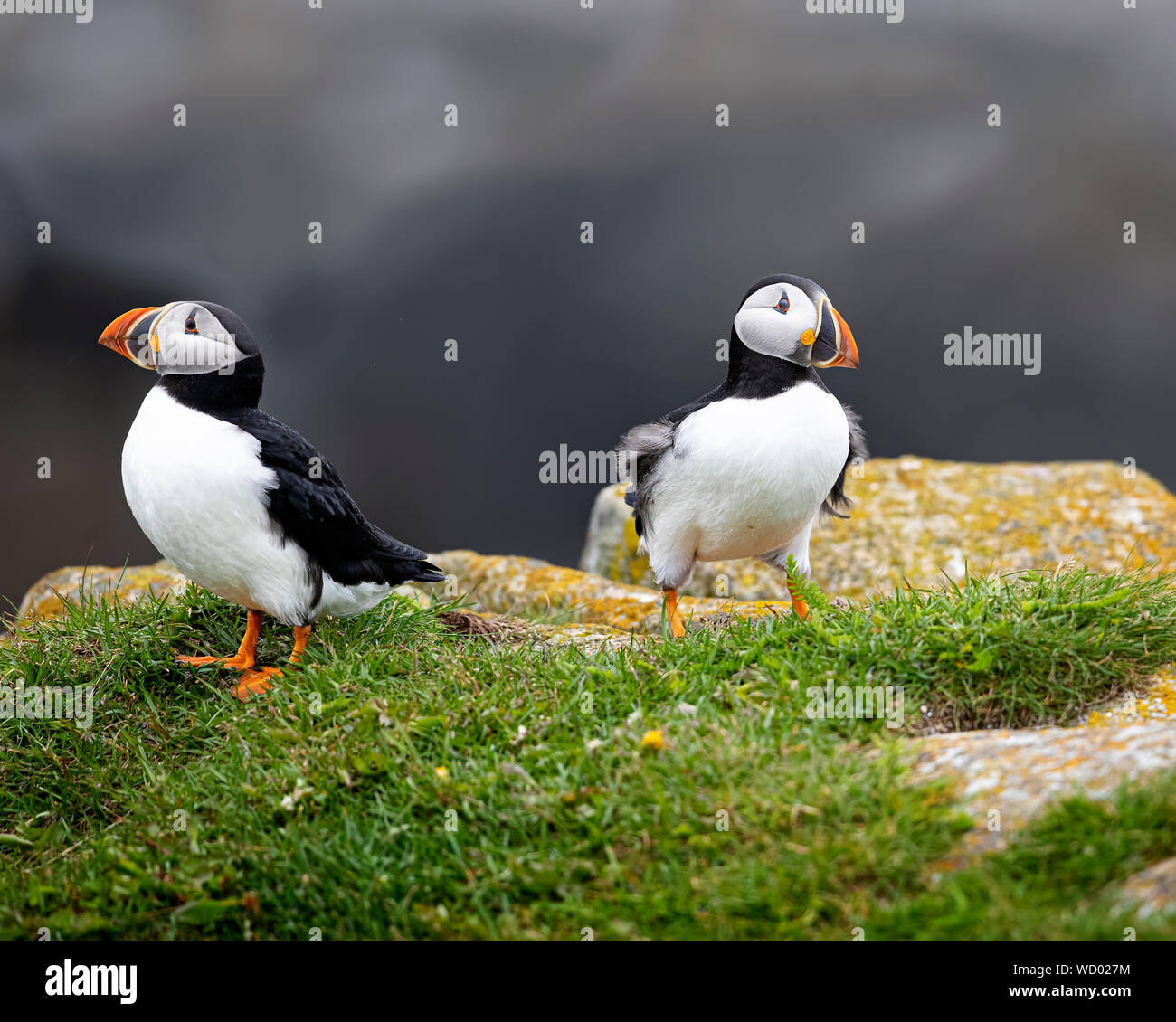 Atlantic Puffins during mating season Stock Photo - Alamy