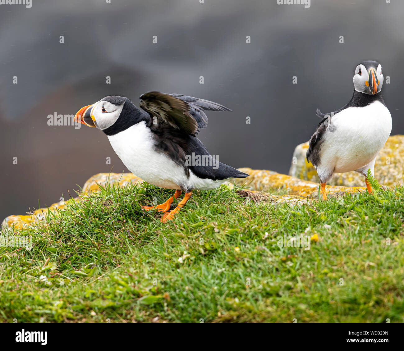 Atlantic Puffins during mating season Stock Photo - Alamy