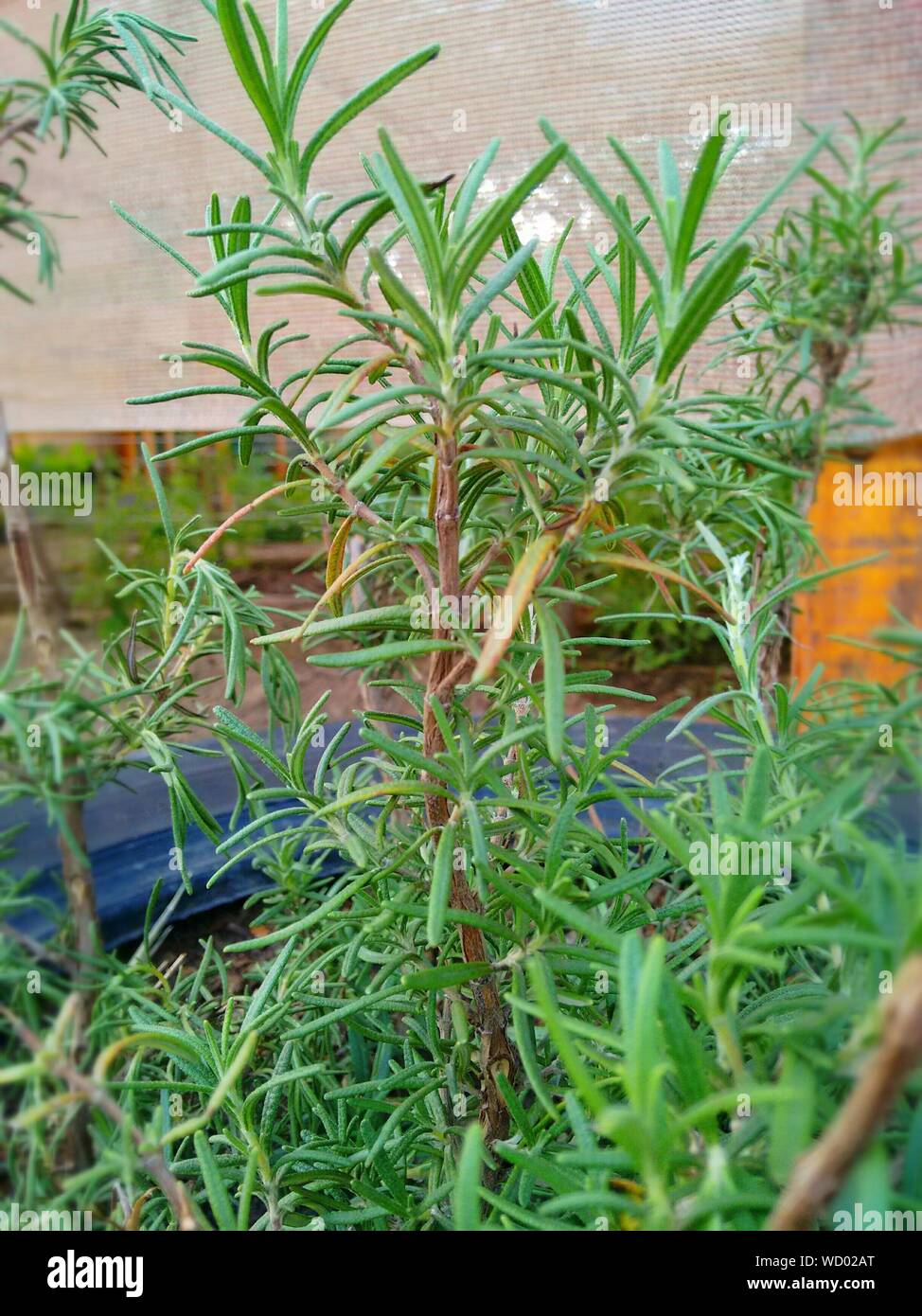Close up view of green leaf hi-res stock photography and images - Alamy
