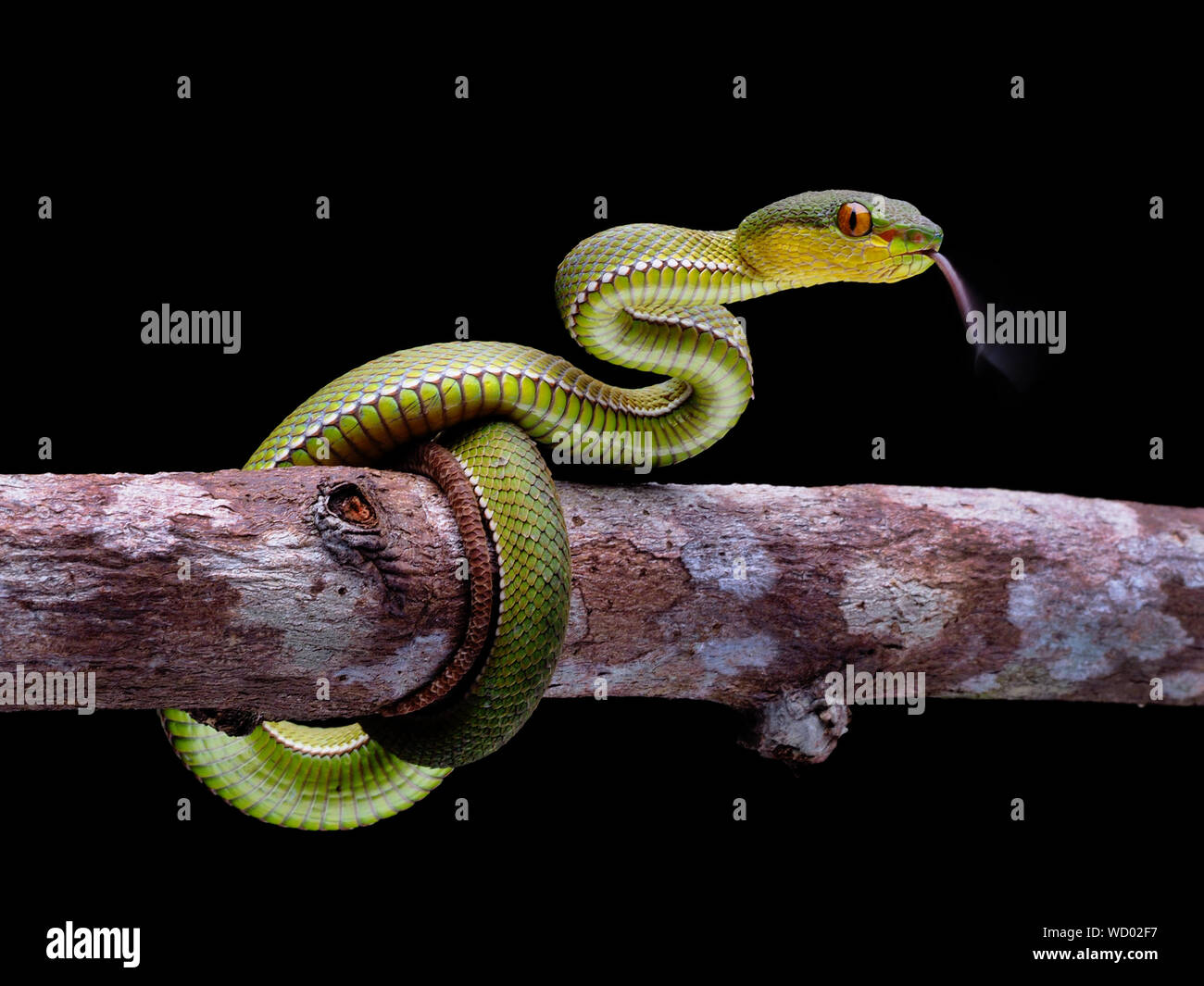 Coiled snake hi-res stock photography and images - Alamy