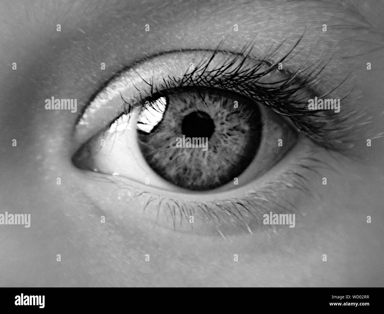 Iris macro eye Black and White Stock Photos & Images - Alamy