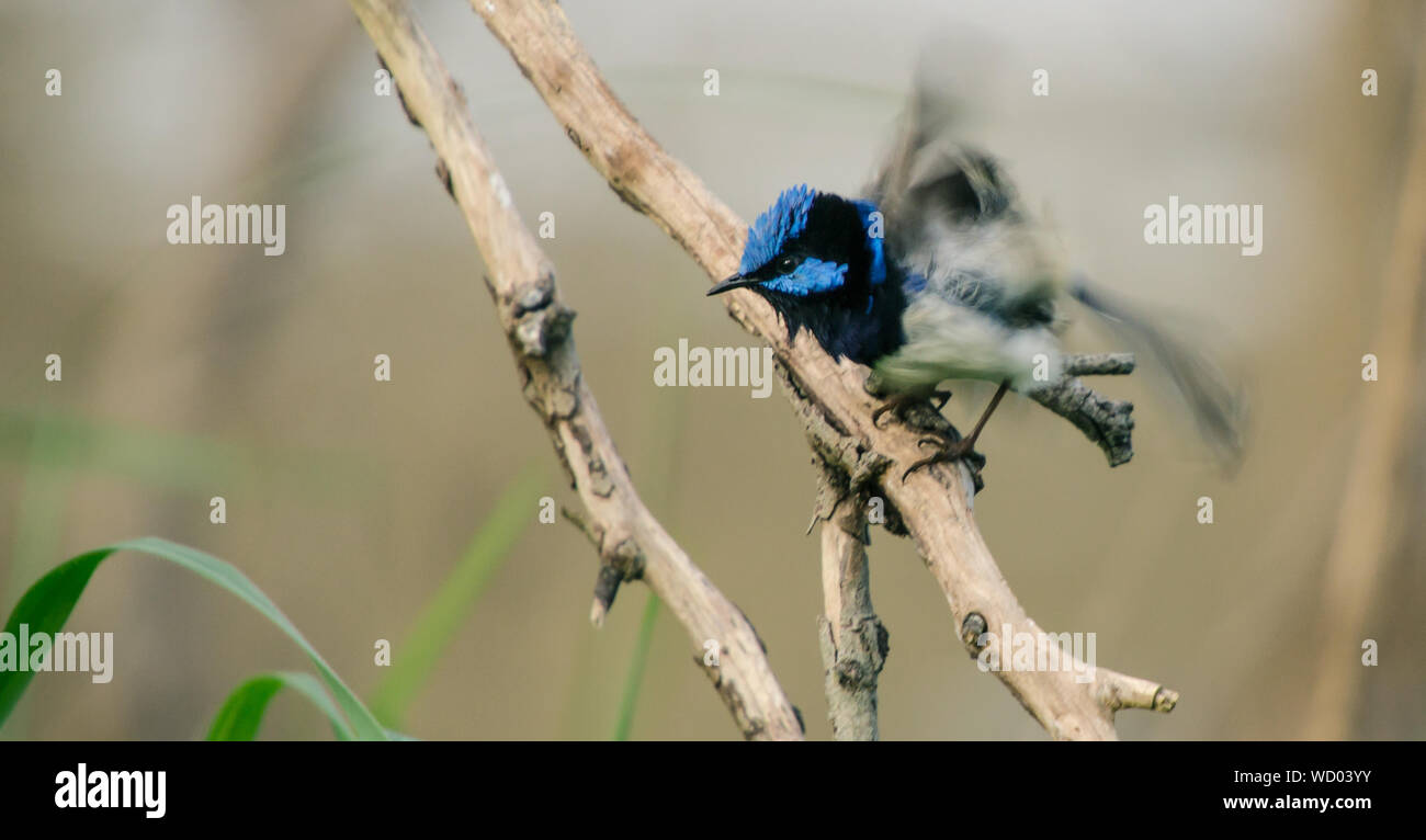 Flapping motion hi-res stock photography and images - Alamy