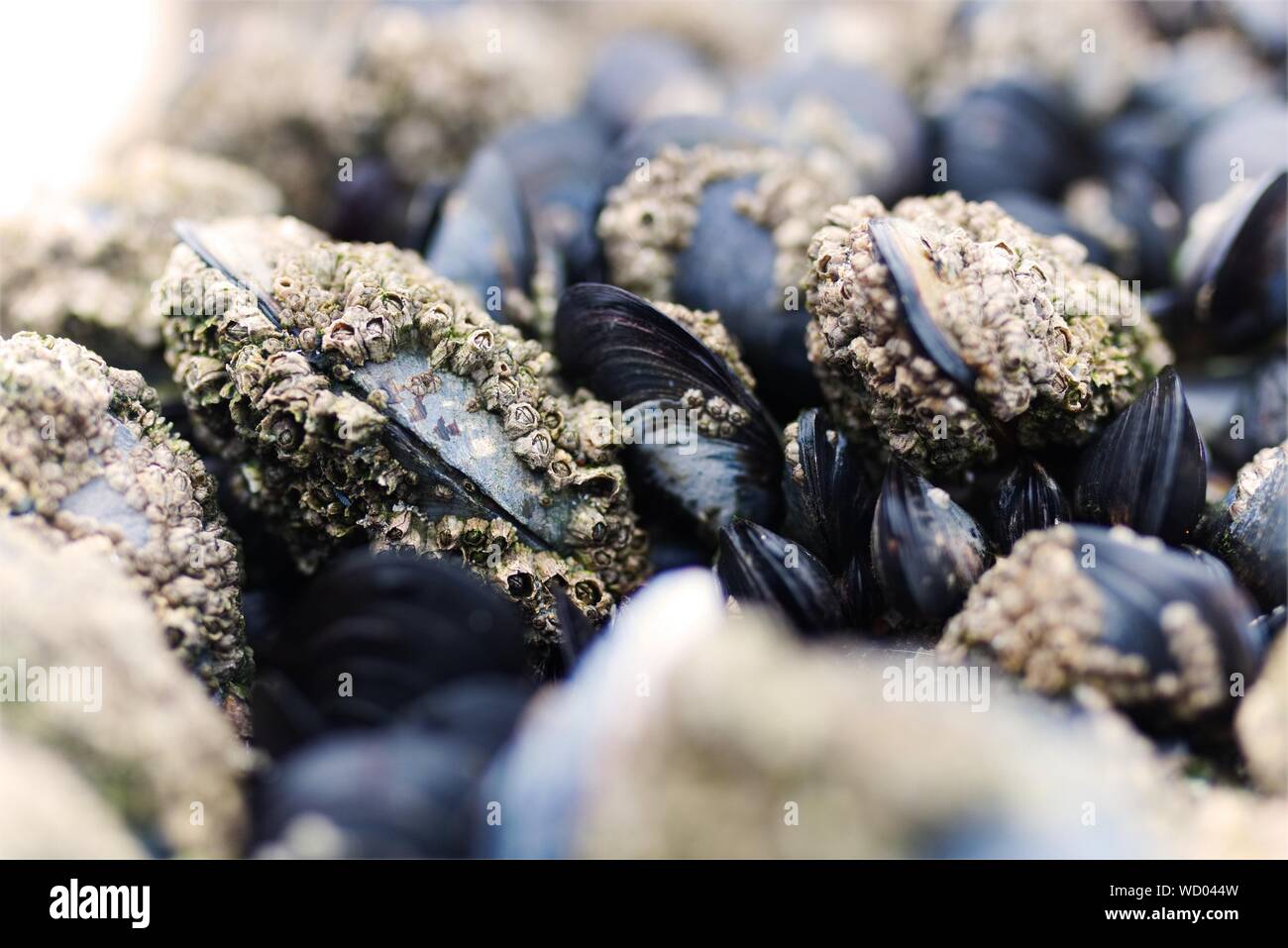 Barnacles beach hi-res stock photography and images - Alamy
