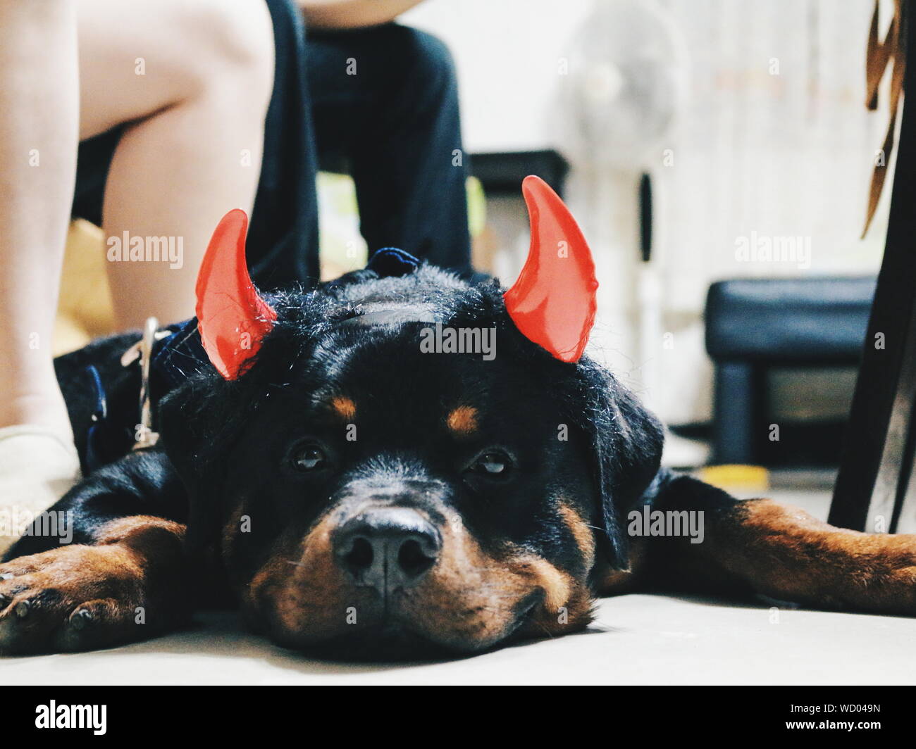 Can You Freeze Devil Dogs