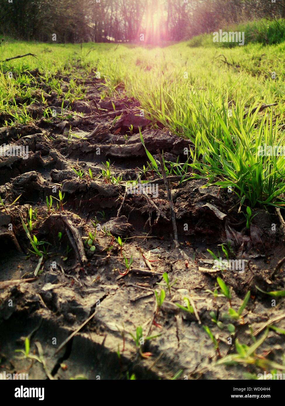 Grassy track hi-res stock photography and images - Alamy