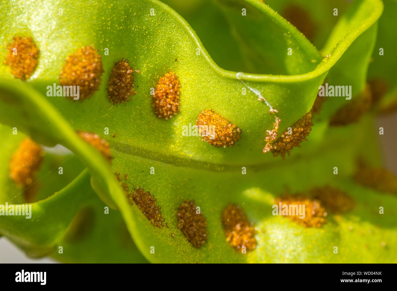 Spore leaf hi-res stock photography and images - Alamy
