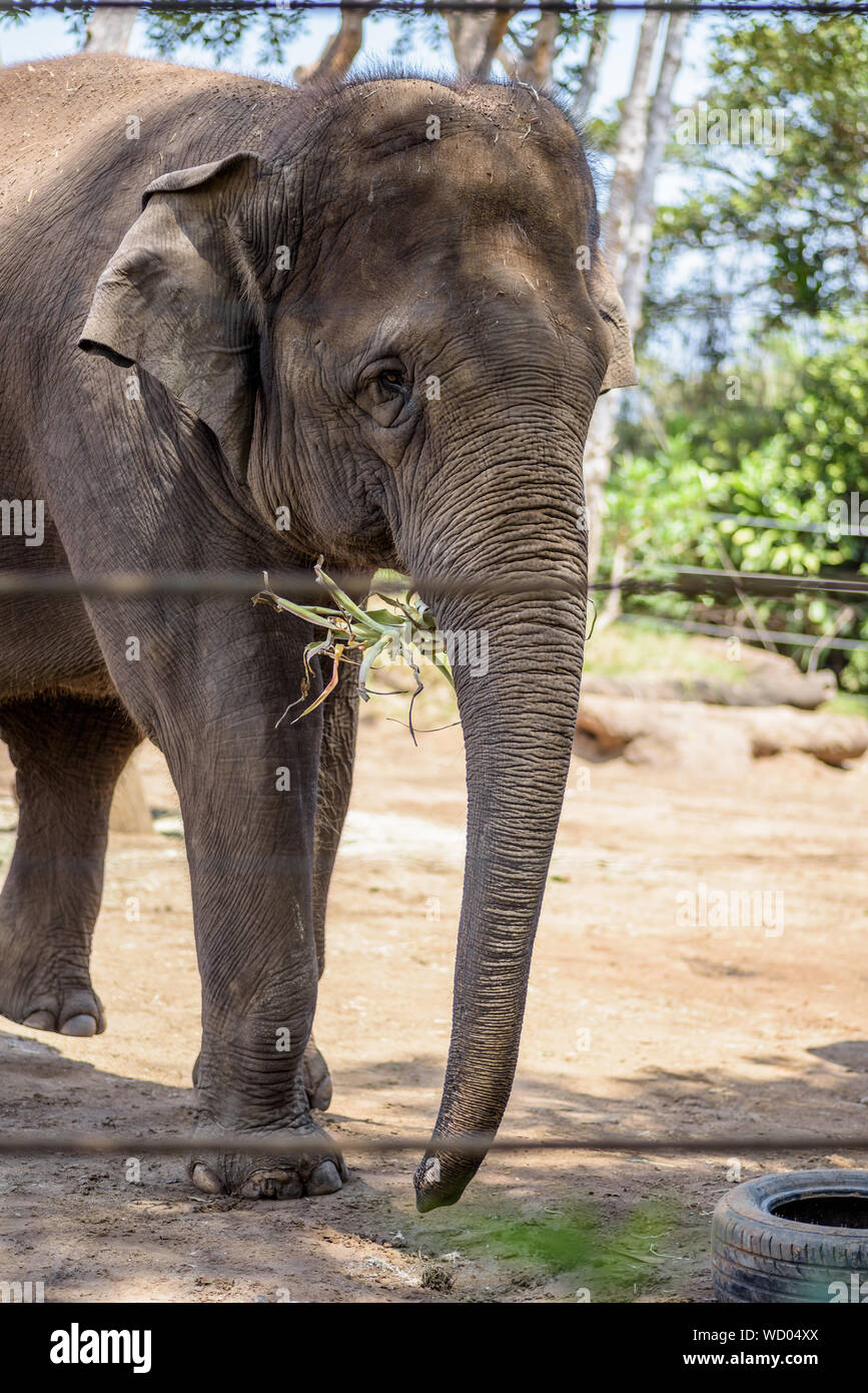 Elephant walking udawalawe national park hi-res stock photography and ...