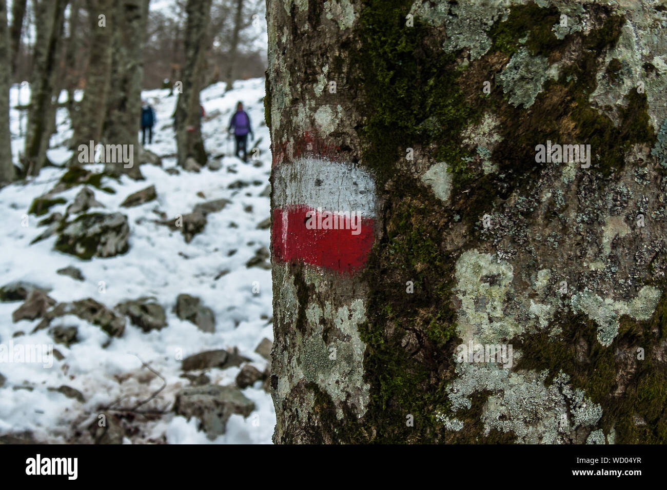 Tree markings hi-res stock photography and images - Alamy