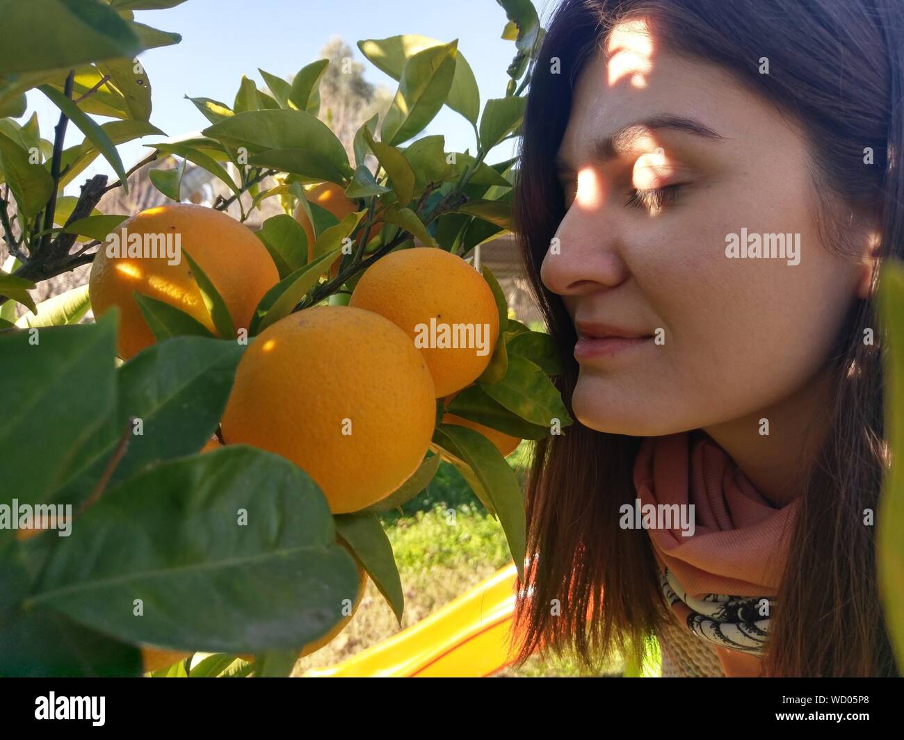 Citrus young leaf hi-res stock photography and images - Alamy