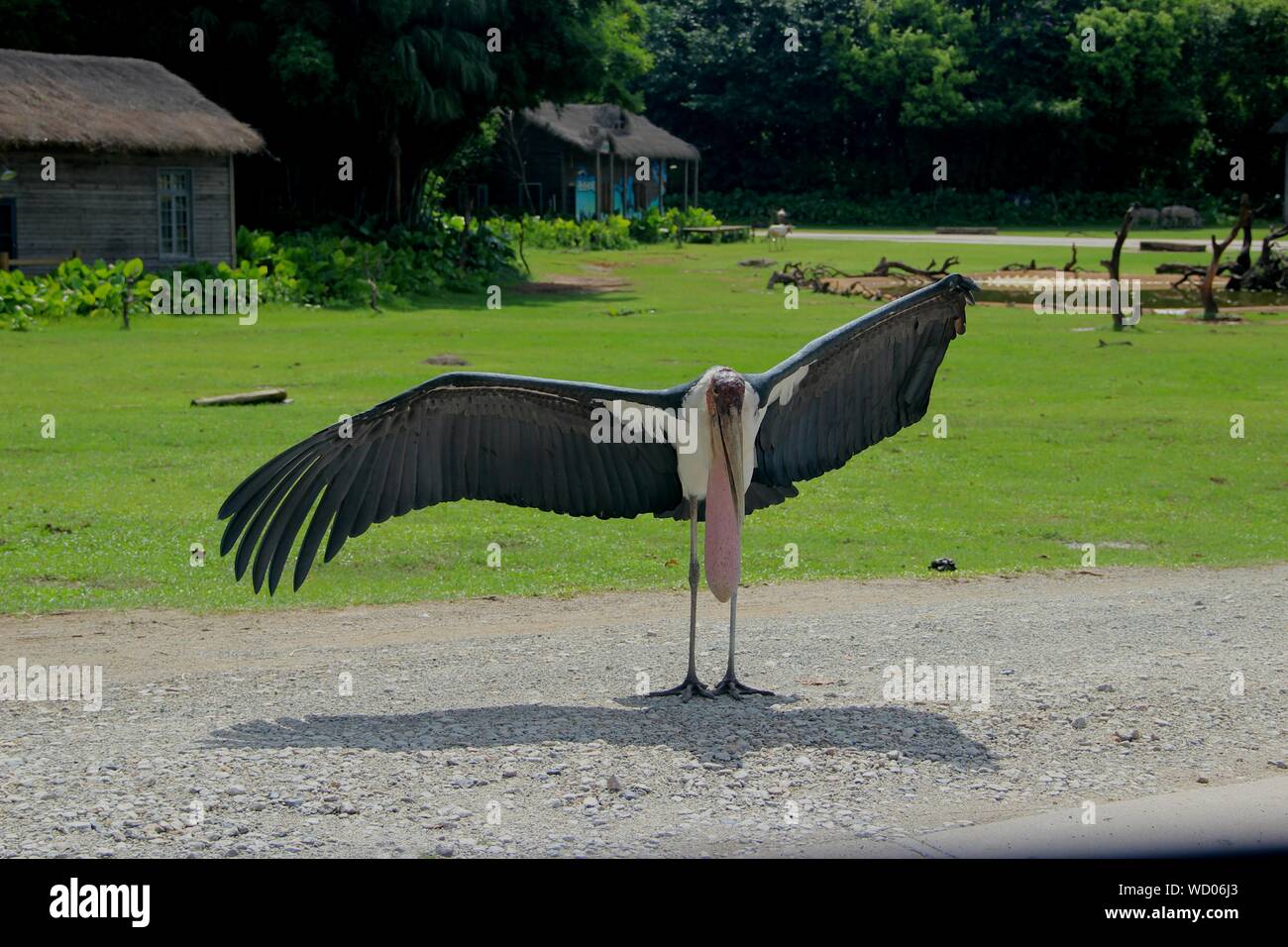 Wings of stork hi-res stock photography and images - Alamy