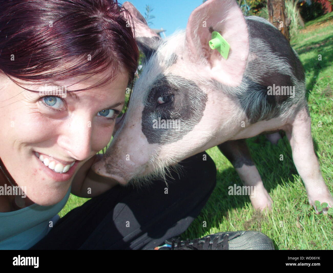 Pig lifestyle hi-res stock photography and images - Alamy