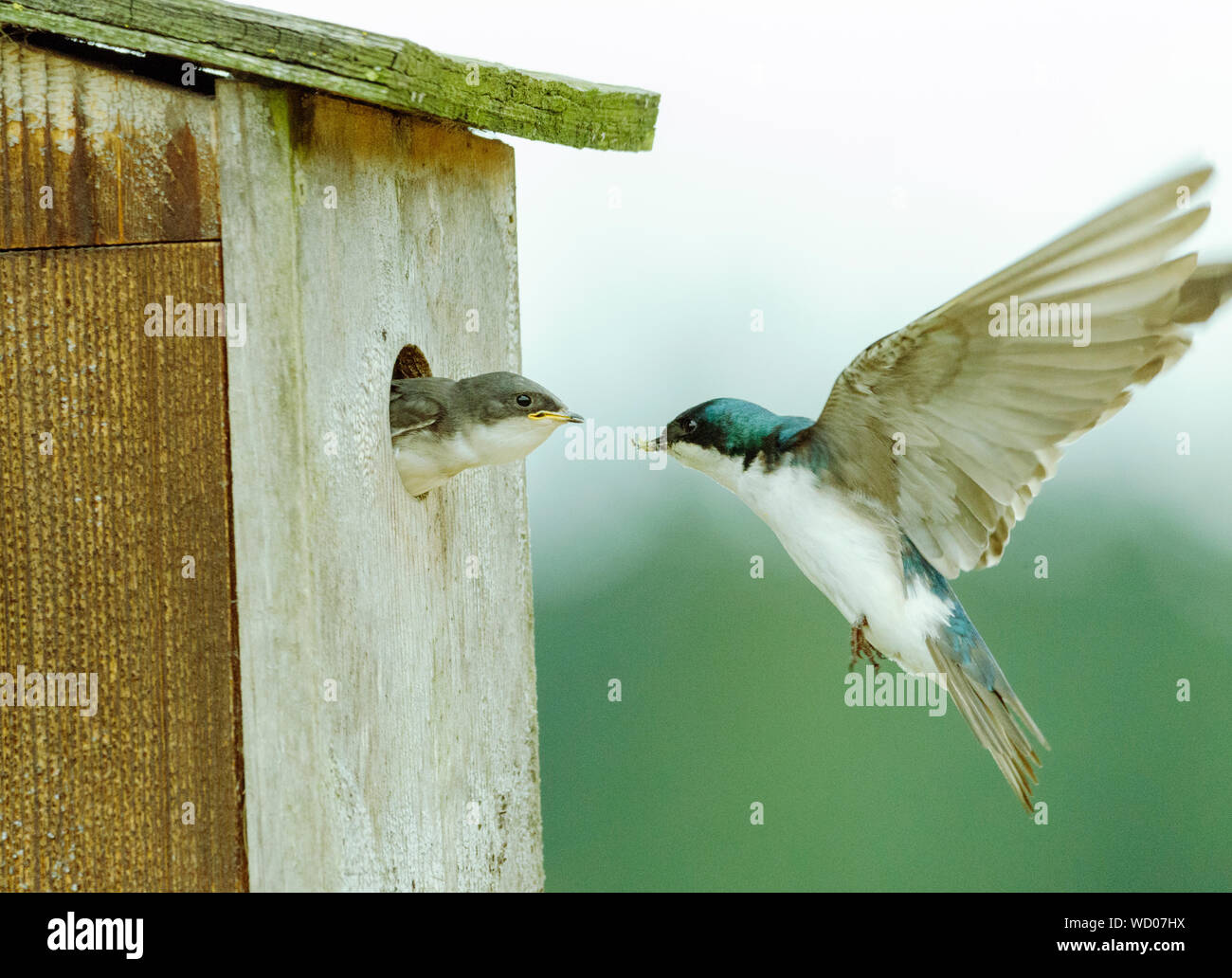 Tree swallow feeding hi-res stock photography and images - Alamy