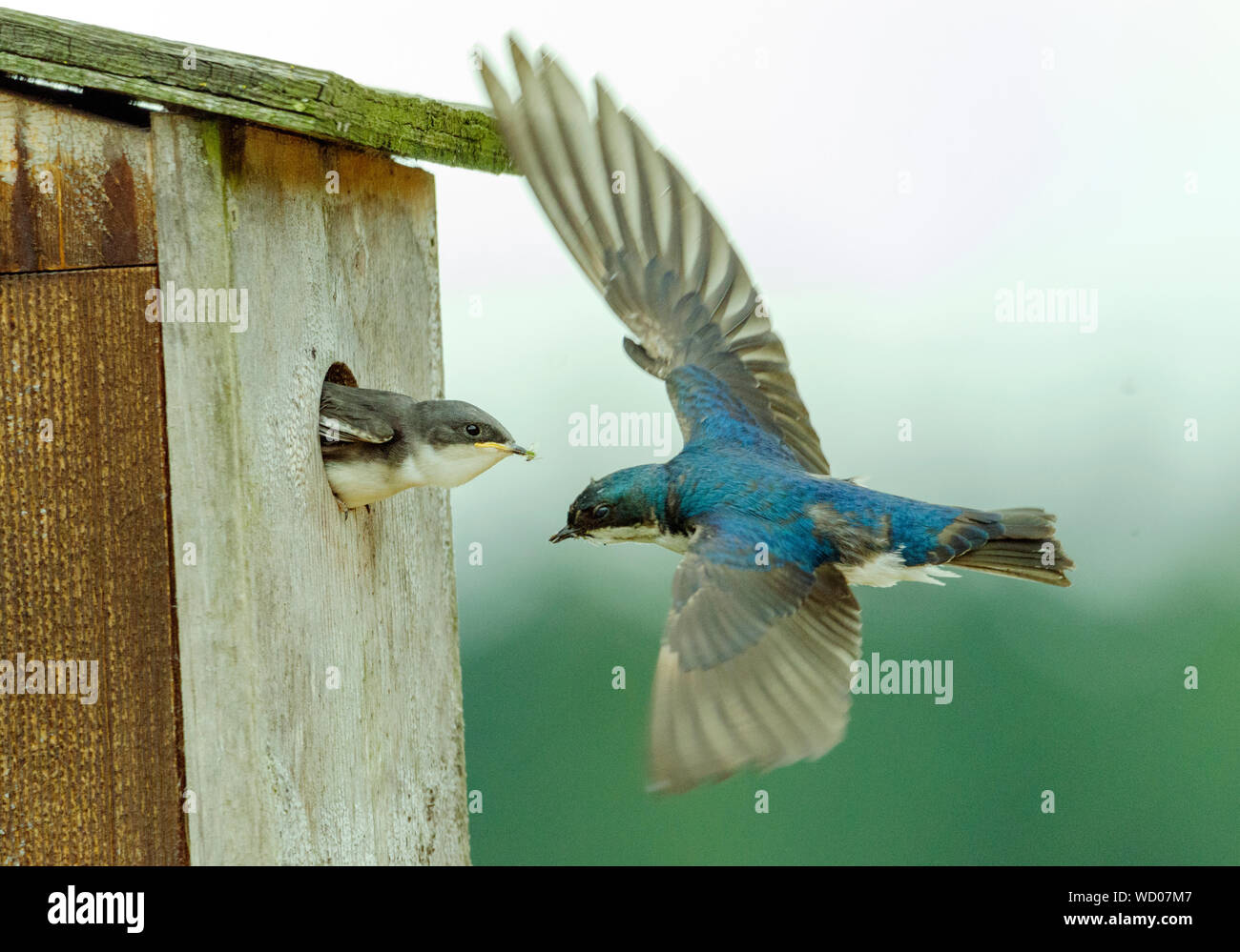 A tree swallow flies in search of more food after giving insects it has ...