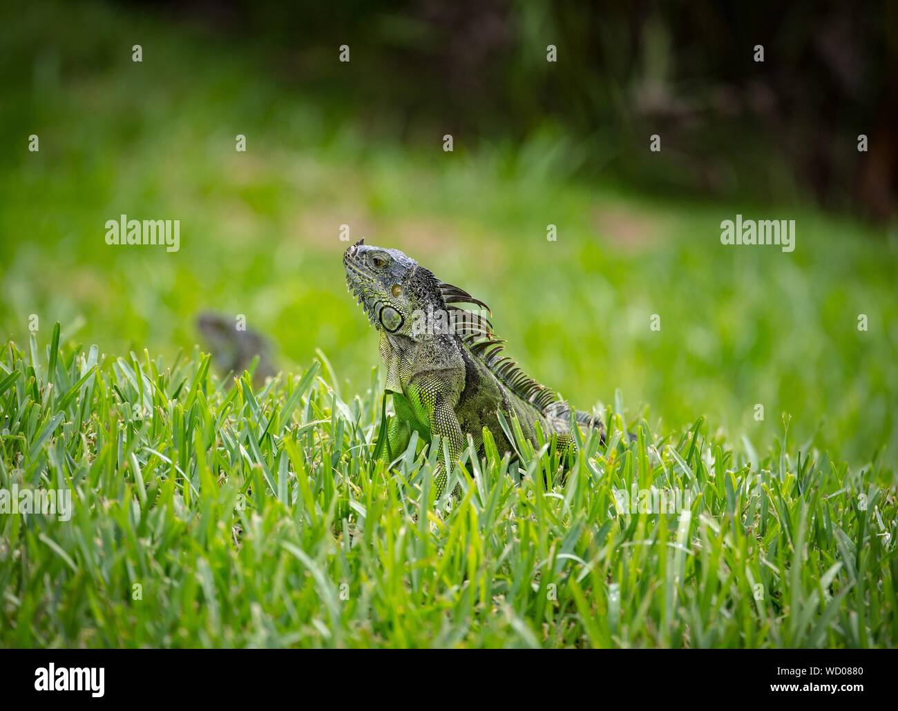 Bearded dragon grass hi-res stock photography and images - Alamy