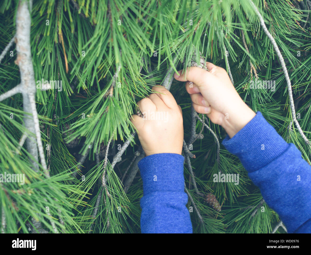 Cropped Hands Of Child Picking Pine Cones Stock Photo - Alamy