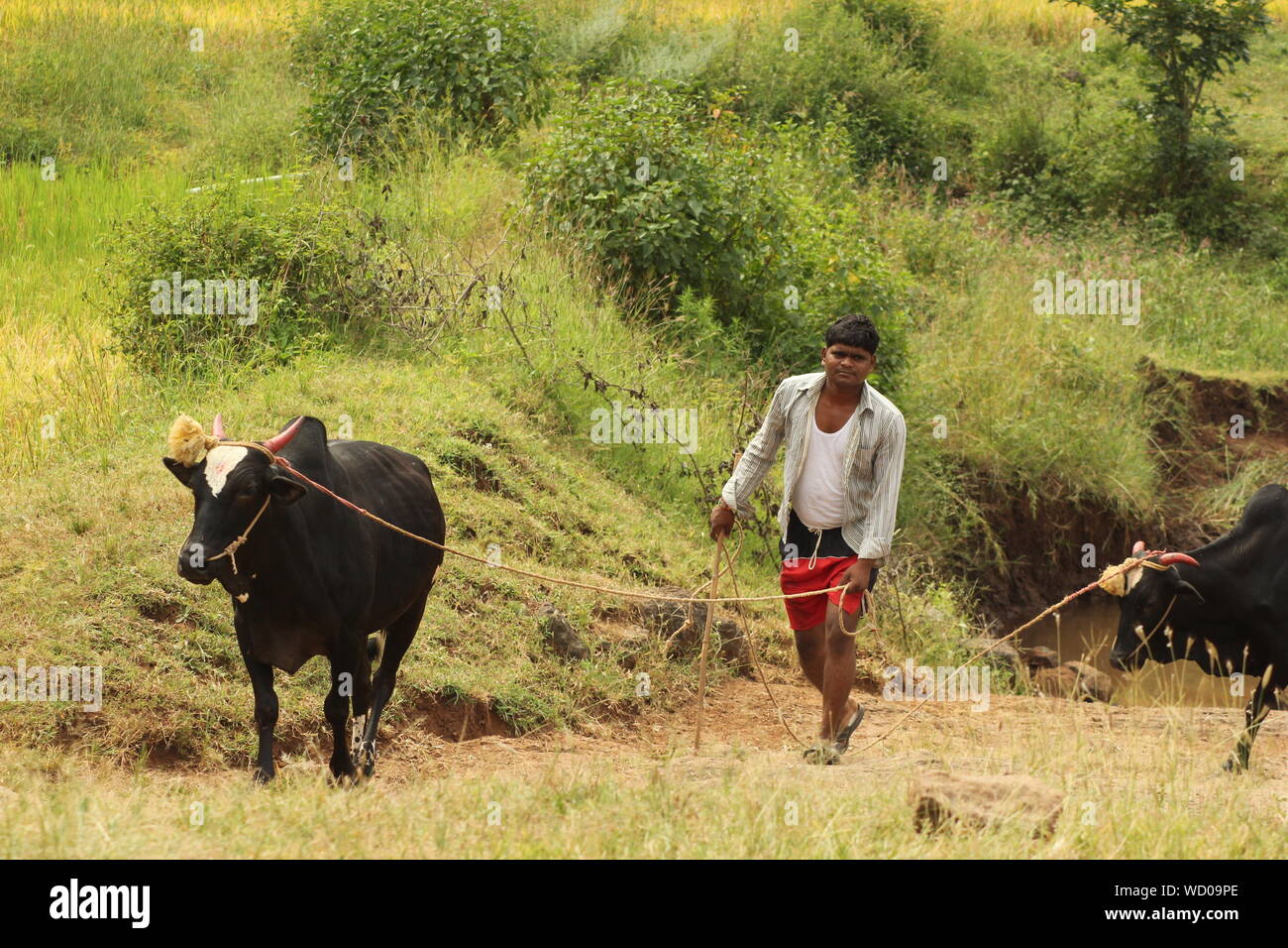 Man and cow hi-res stock photography and images - Alamy