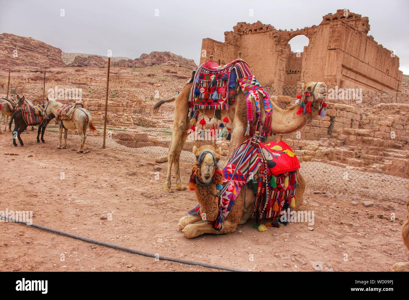 Desert mules hi-res stock photography and images - Alamy