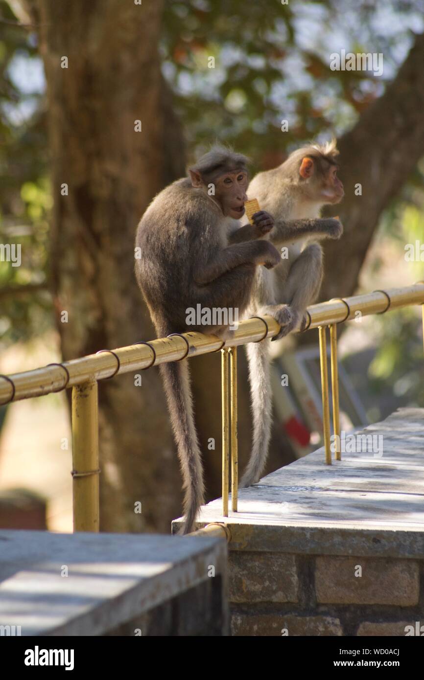 Monkeys drink hi-res stock photography and images - Alamy