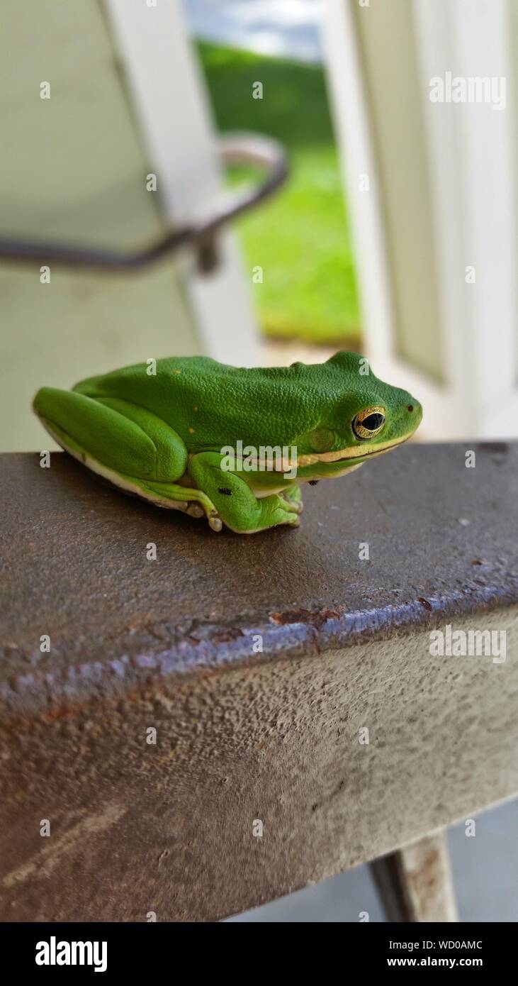 Green metal frog hi-res stock photography and images - Alamy