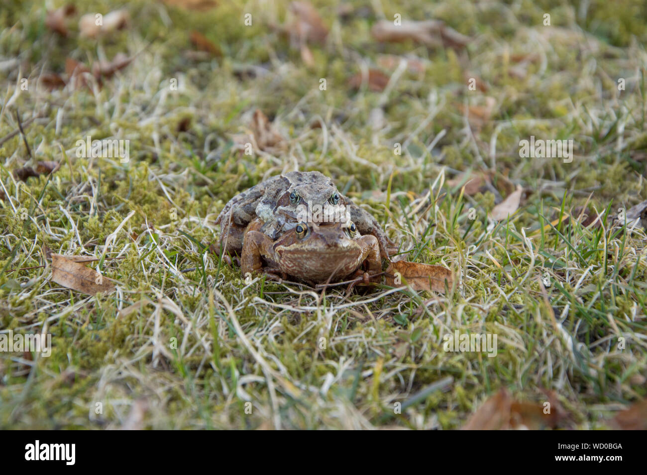 Male and female frogs mating hi-res stock photography and images - Alamy