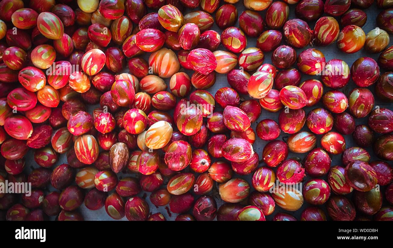Nutmeg Seeds High Resolution Stock Photography and Images - Alamy