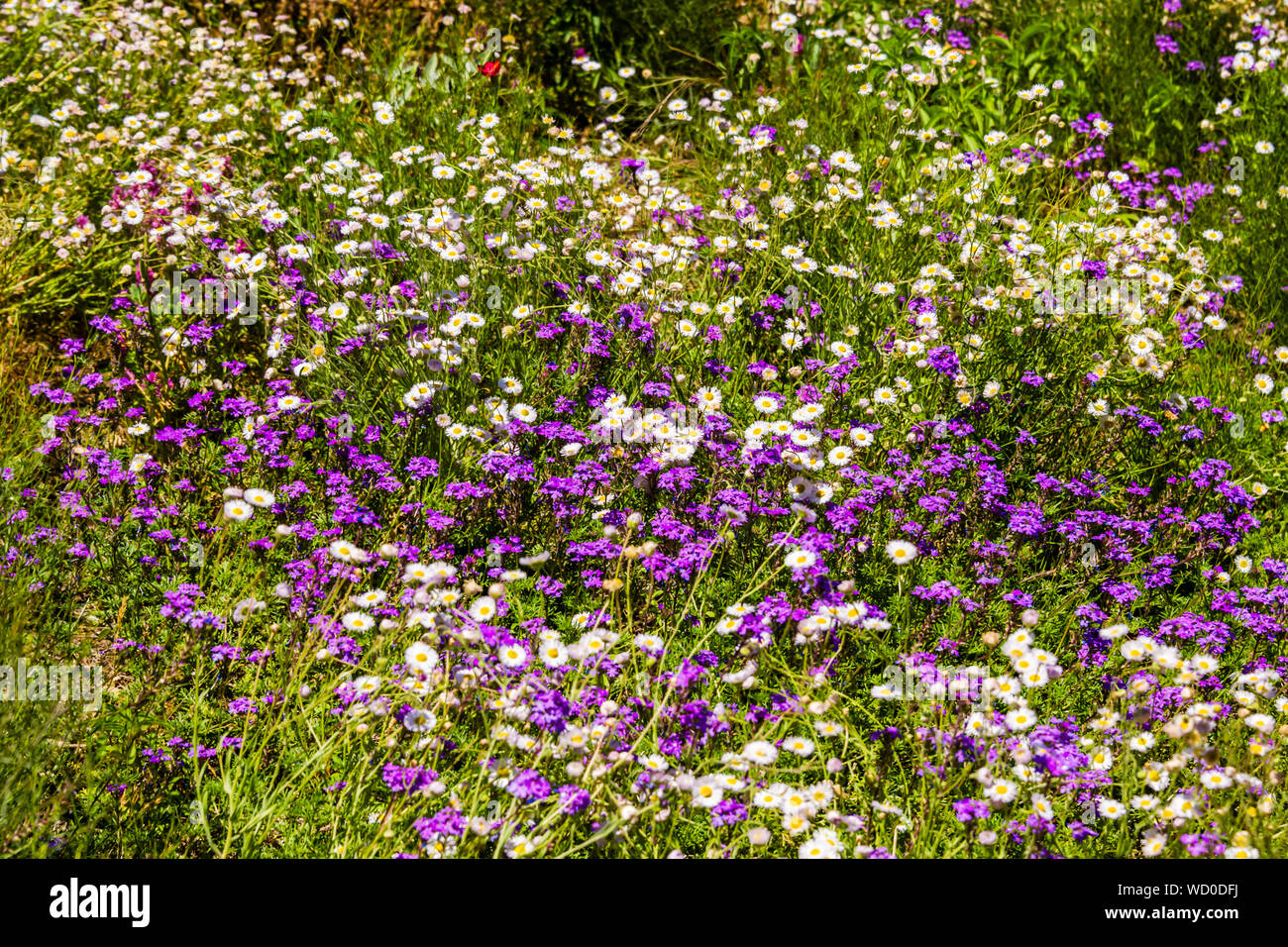 Desert Botanical Garden Blackfoot Daisies & Goodding's Verbena Stock ...