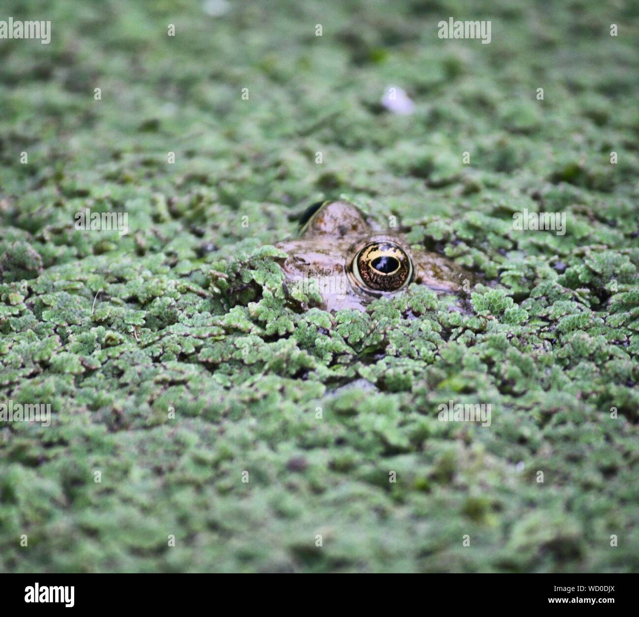 Duckweed close up hi-res stock photography and images - Alamy