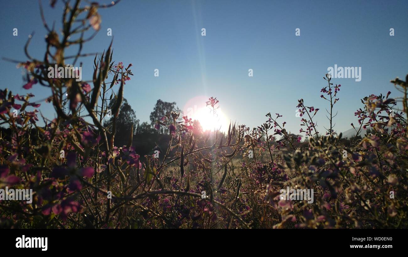 Sun shining through flower hi-res stock photography and images - Alamy