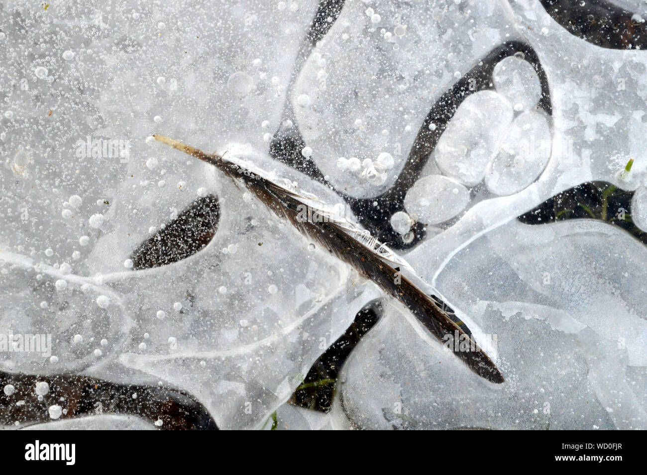 Feather ice hi-res stock photography and images - Alamy