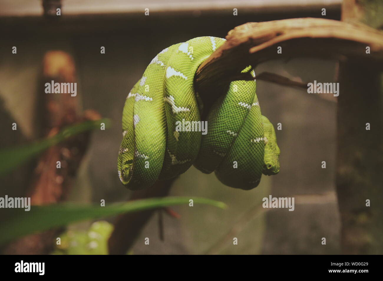 Emerald green boa hi-res stock photography and images - Alamy