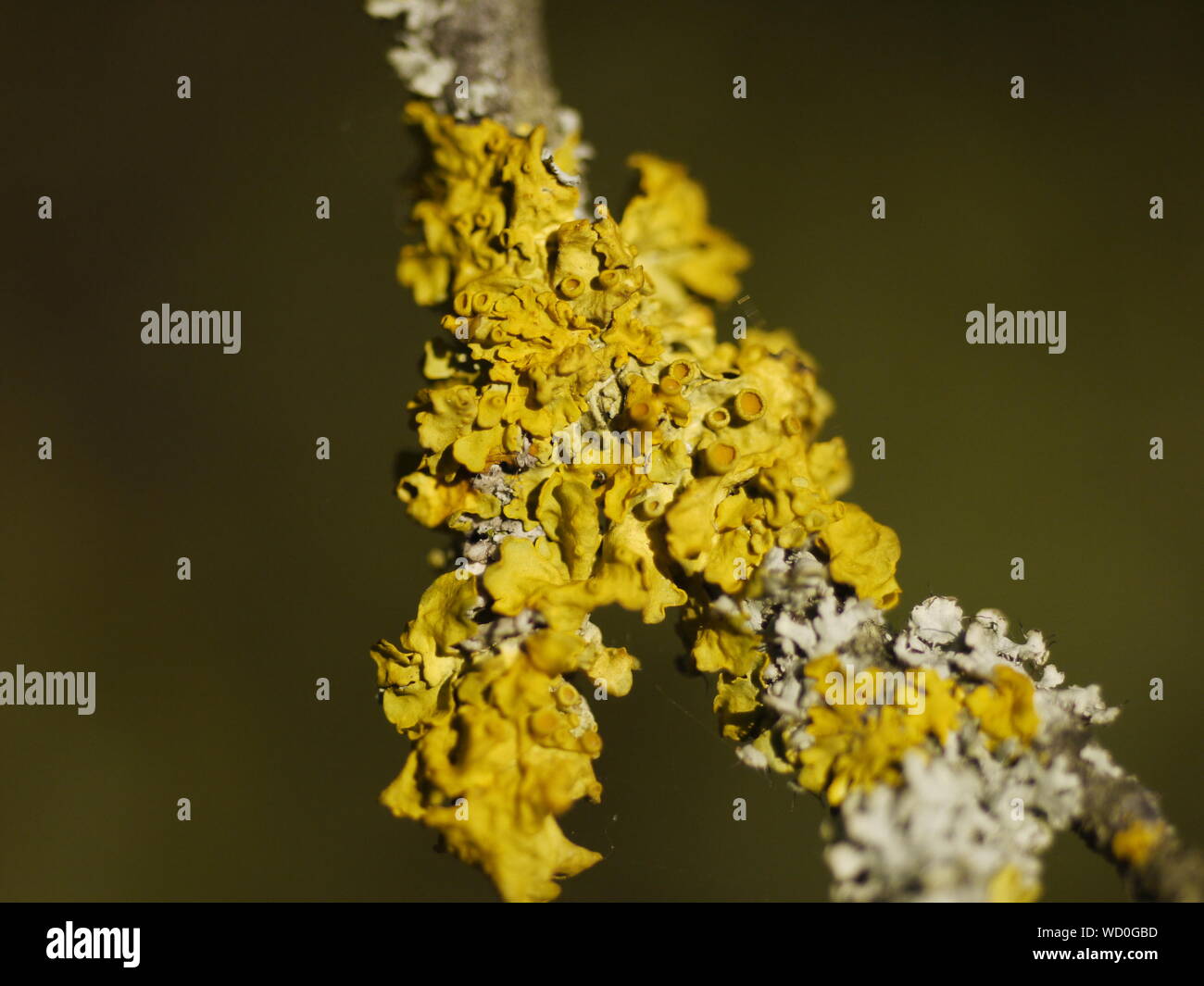 Fungus on twig hi-res stock photography and images - Alamy
